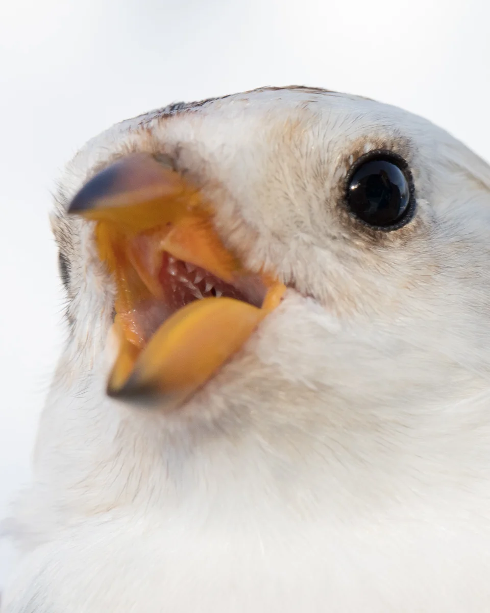 Snow bunting migration and spring stop-over ecology in Abisko — Climate ...
