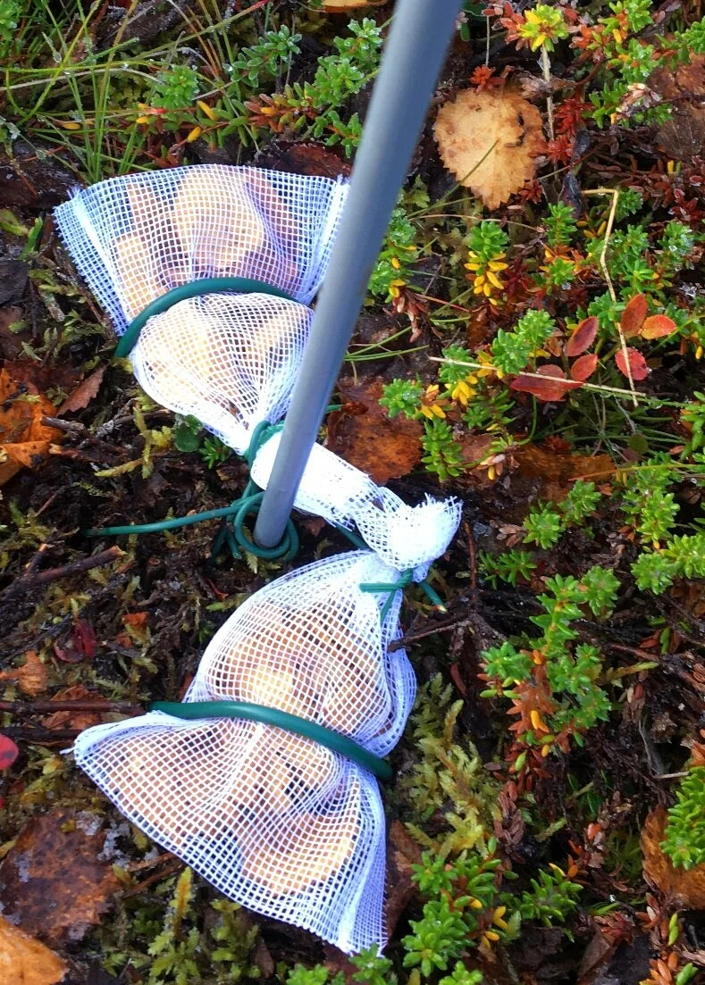 Investigating drivers of litter carbon turnover in Arctic soils ...