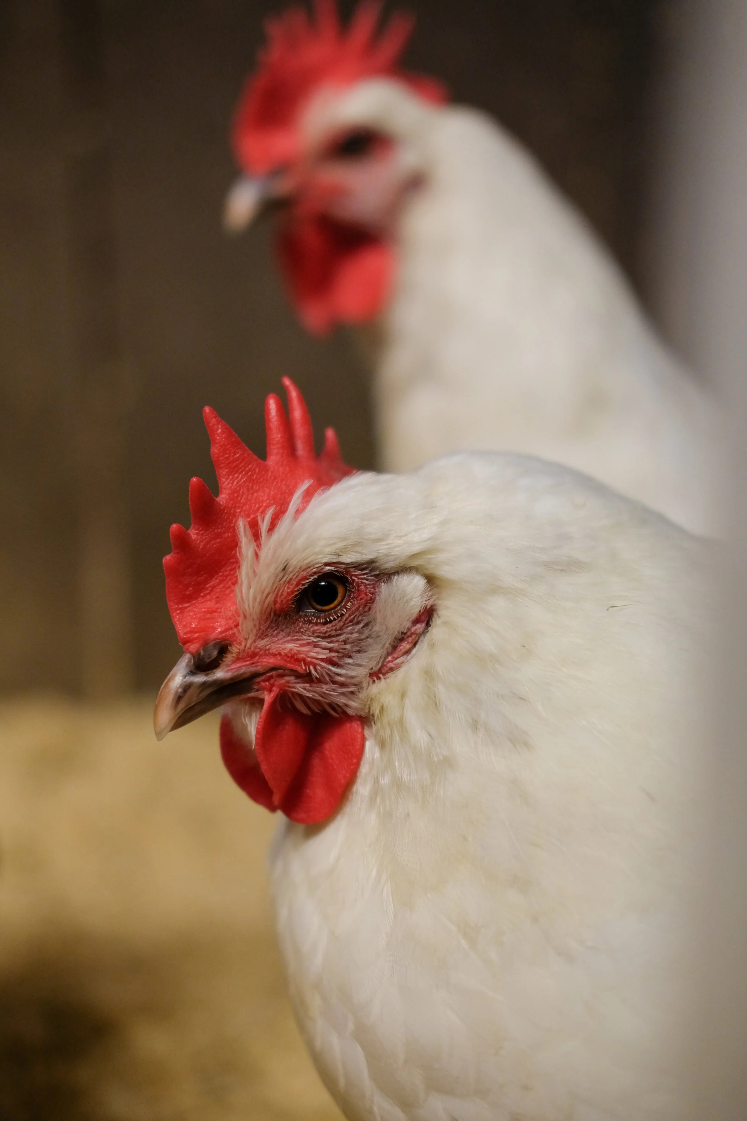 Om Kjerlingland — Kjerlingland