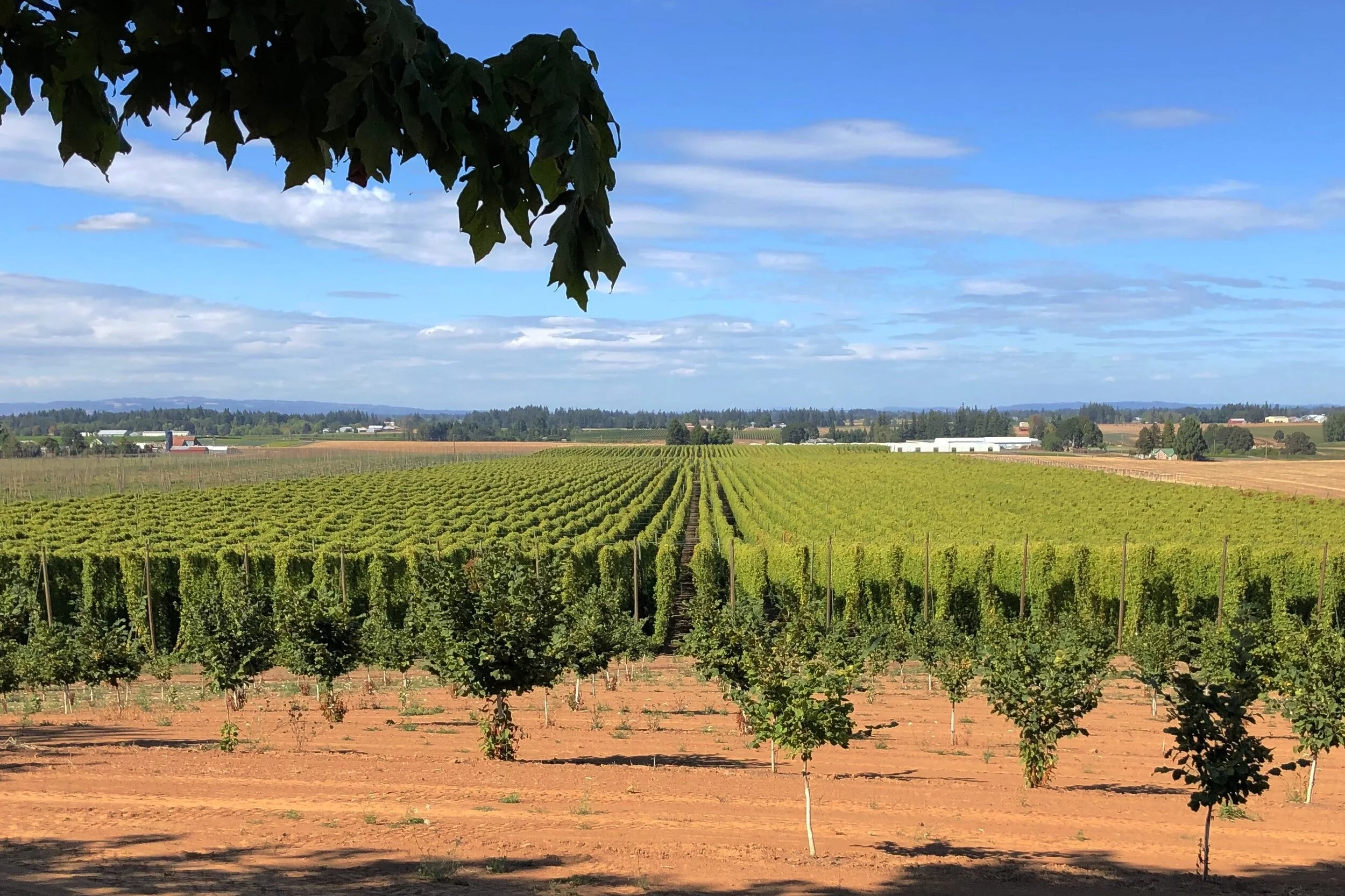 The Age of Hops, IBU Edition — Beervana