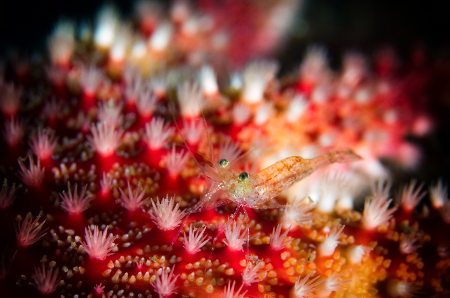 Reke — Visit Oslofjorden — Skalldyr og fisketyper i Oslofjorden