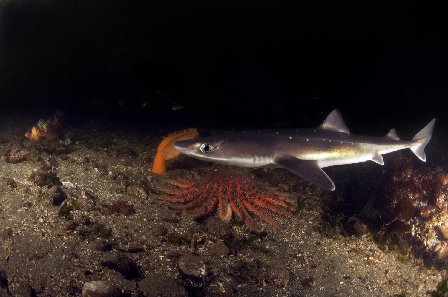 Fiskearter i Oslofjorden — Visit Oslofjorden — Skalldyr og fisketyper i ...