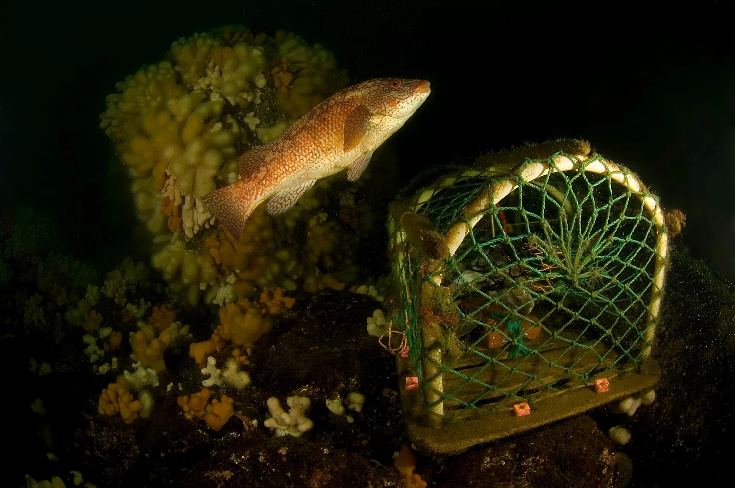 Berggylt — Visit Oslofjorden