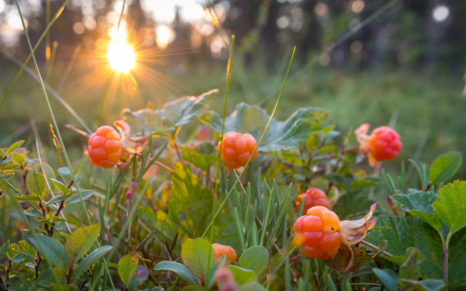 Visit Oslofjorden — Tur Håøya Gruppereiser i Oslo ved Oslofjorden og i ...