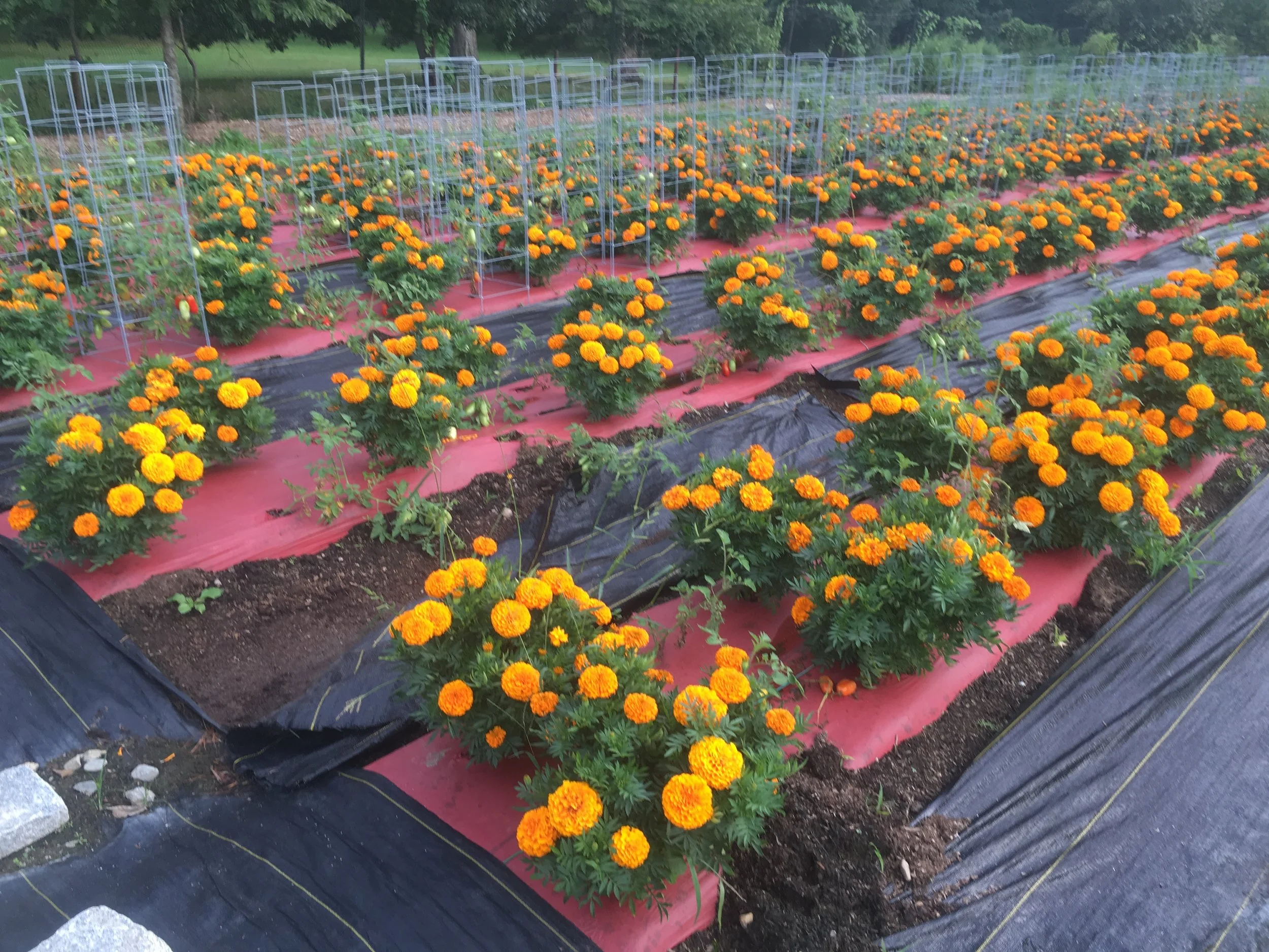 The Amazing Marigold — Versailles Farms