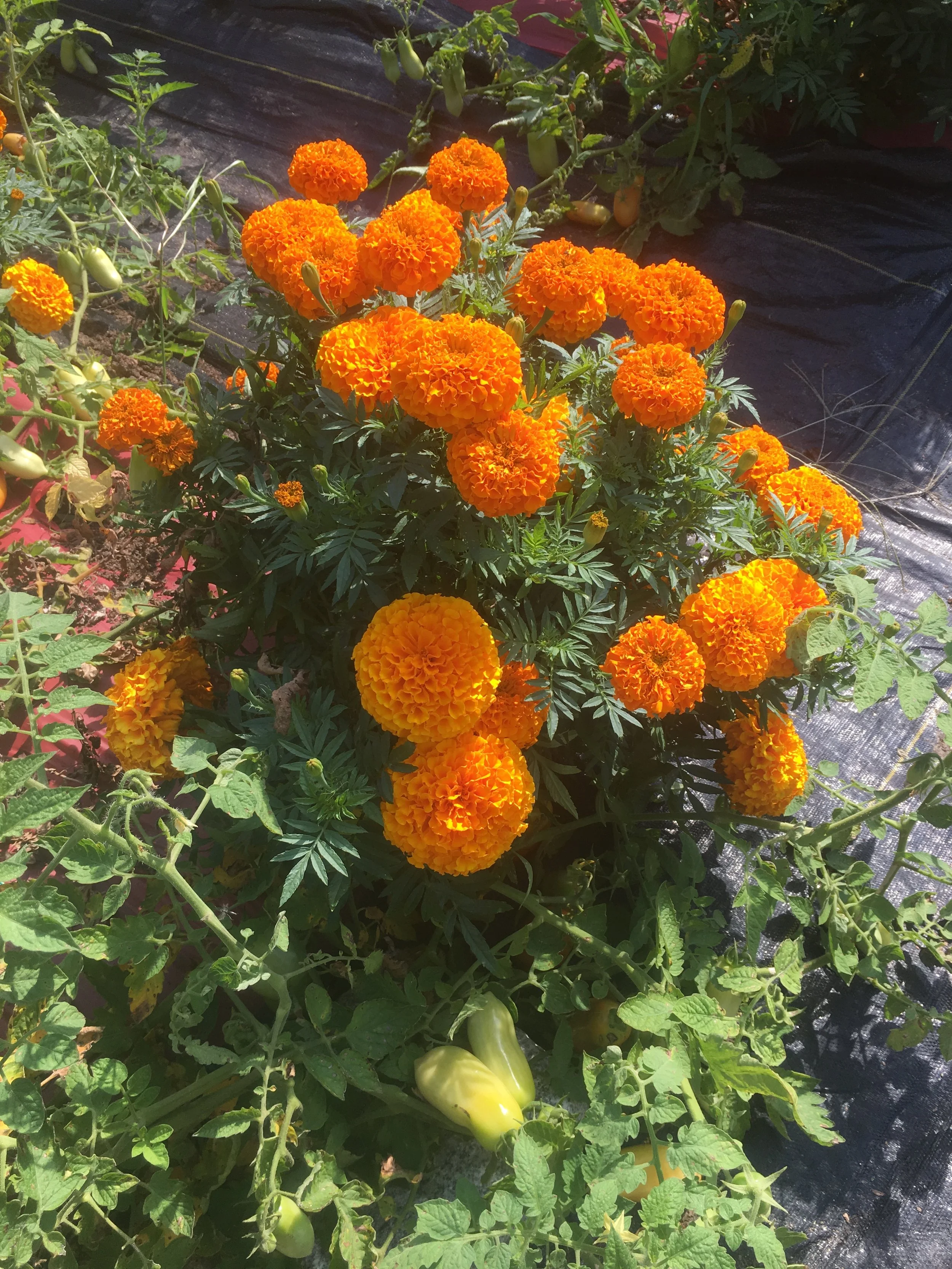 The Amazing Marigold — Versailles Farms