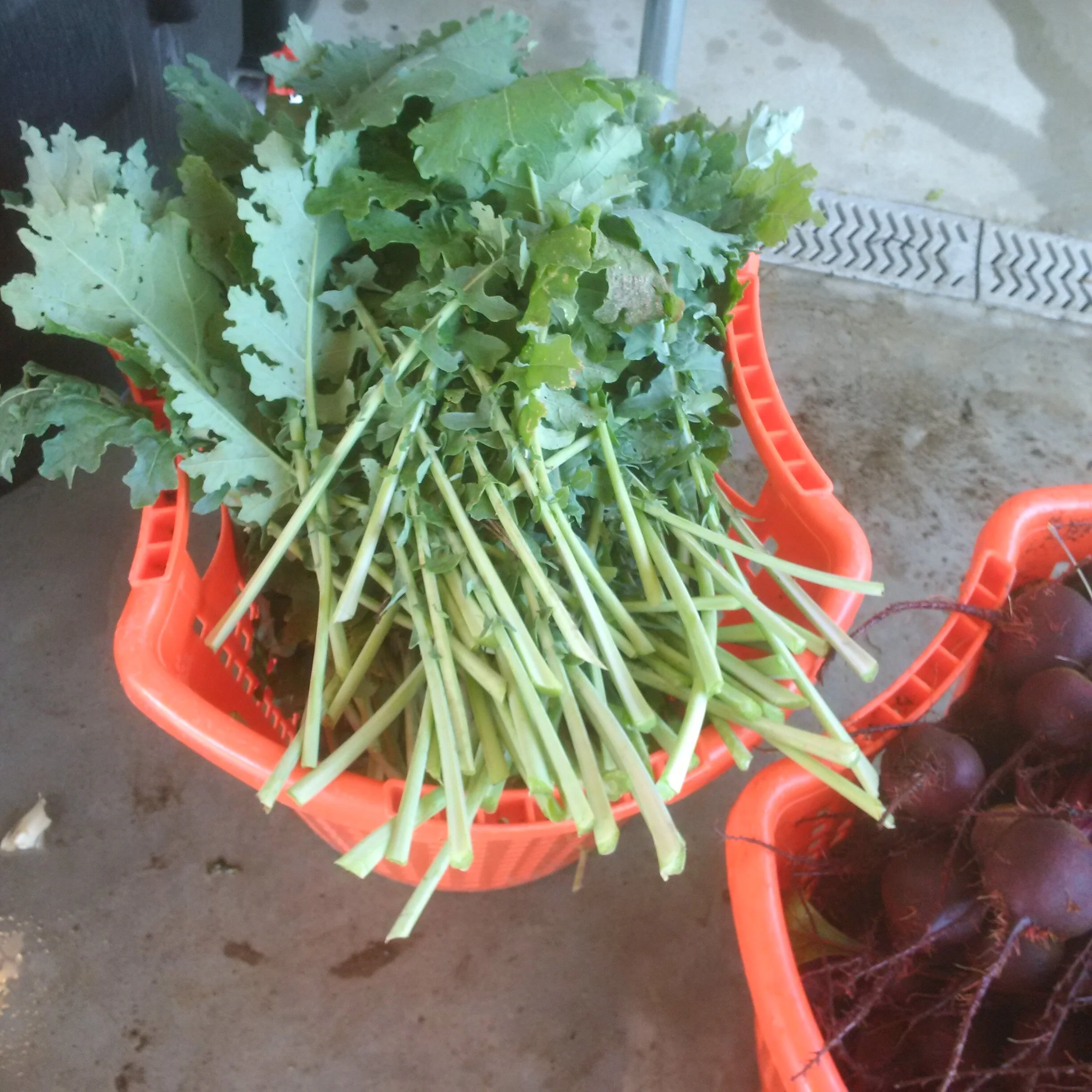The Unbearably Healthy (and Delicious) Kale — Versailles Farms