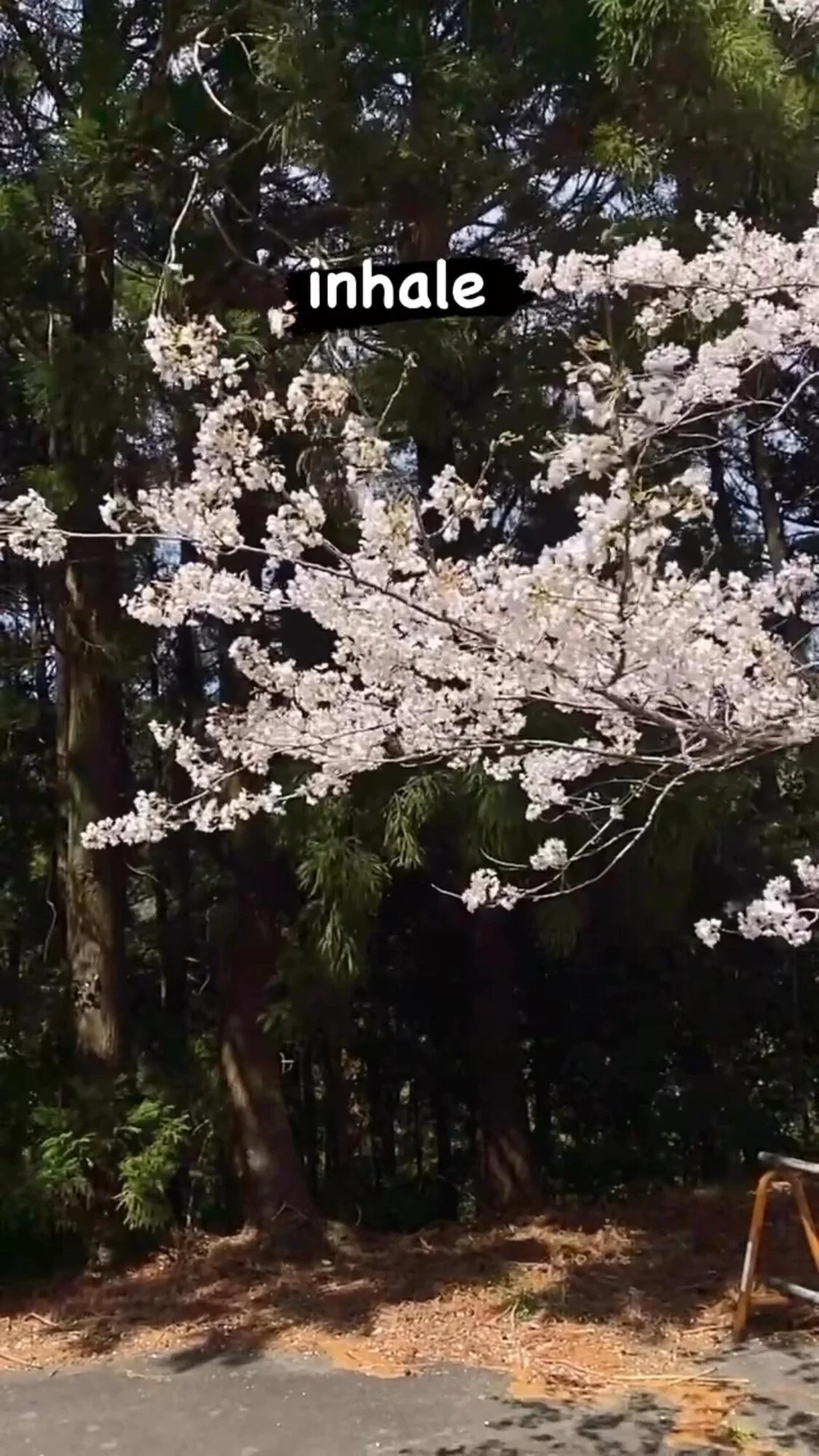 The Flavors of Summer — Versailles Farms