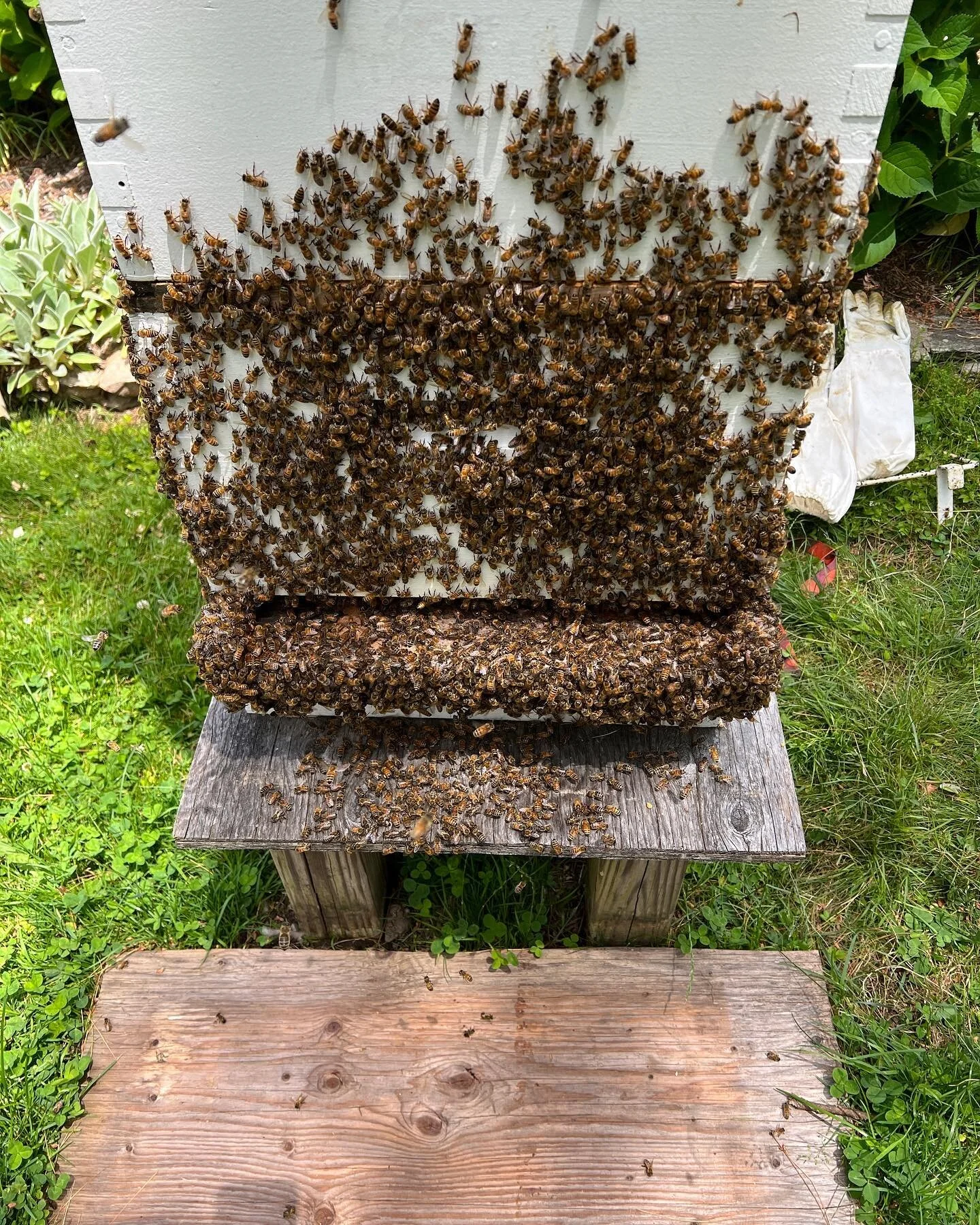 Media — Versailles Farms