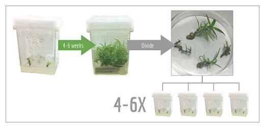 Plant Tissue Culture Explant