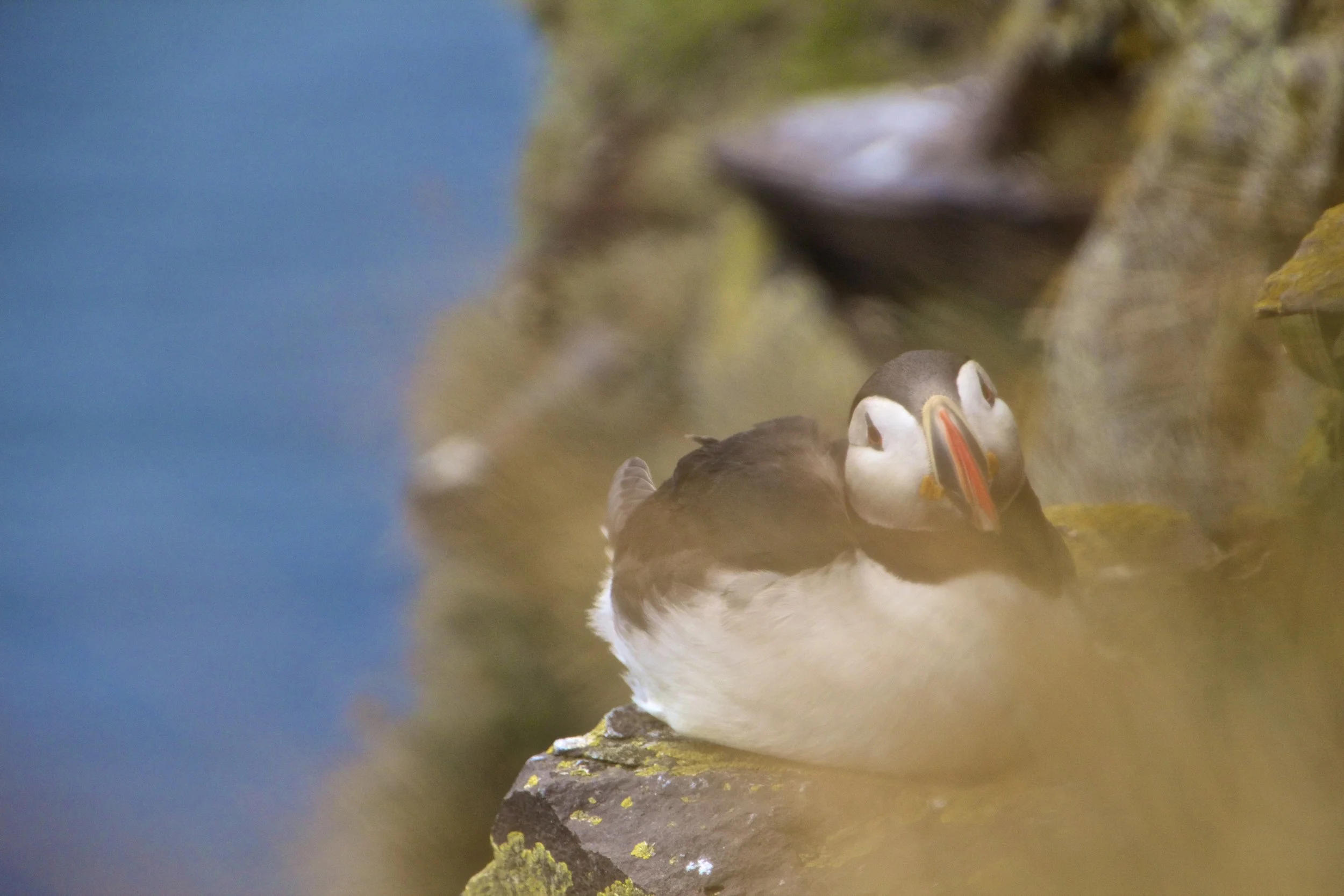 Peter & The Quest For The Arctic Puffin (Iceland) | Peter's Big Adventure