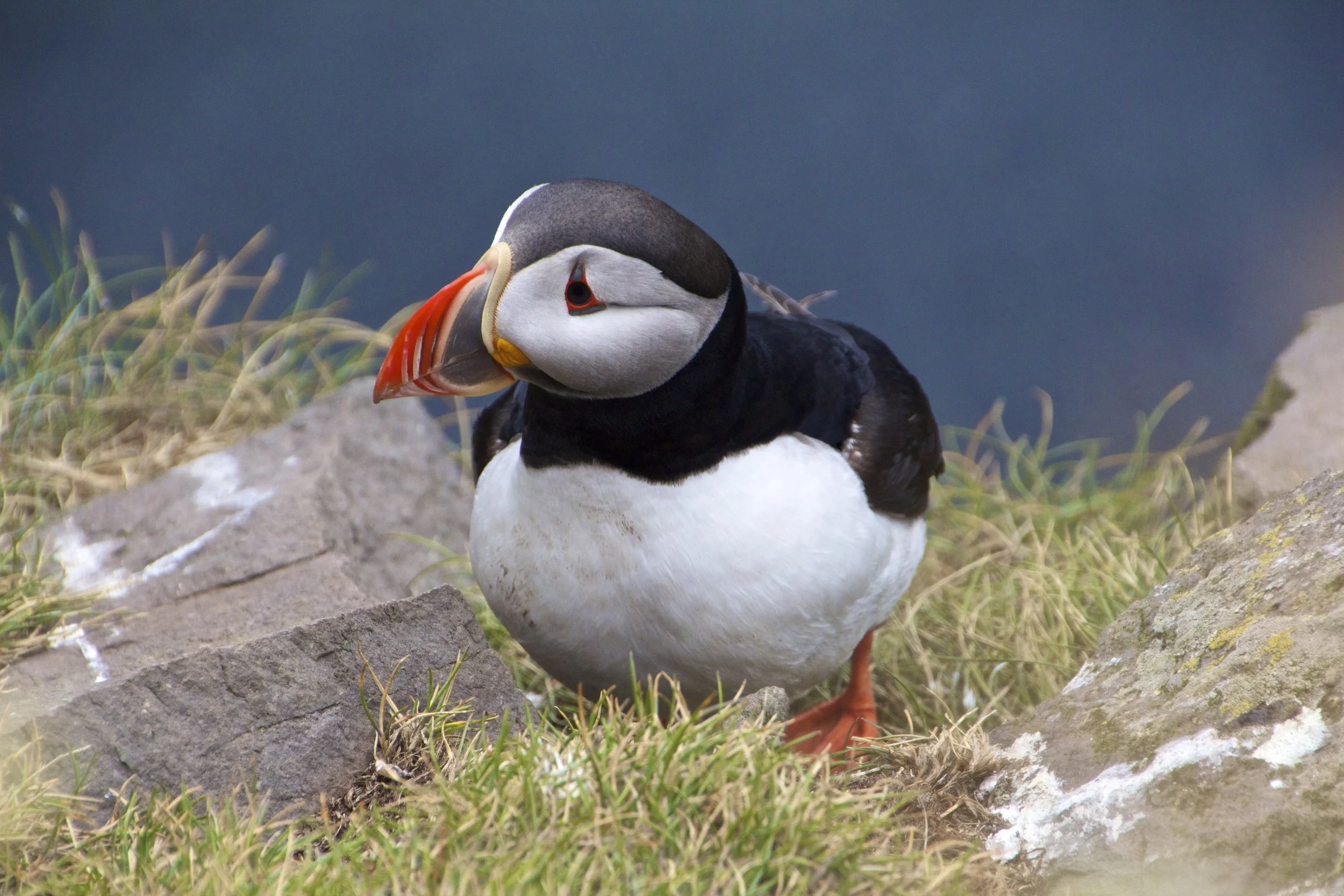 Peter & The Quest For The Arctic Puffin (Iceland) | Peter's Big Adventure