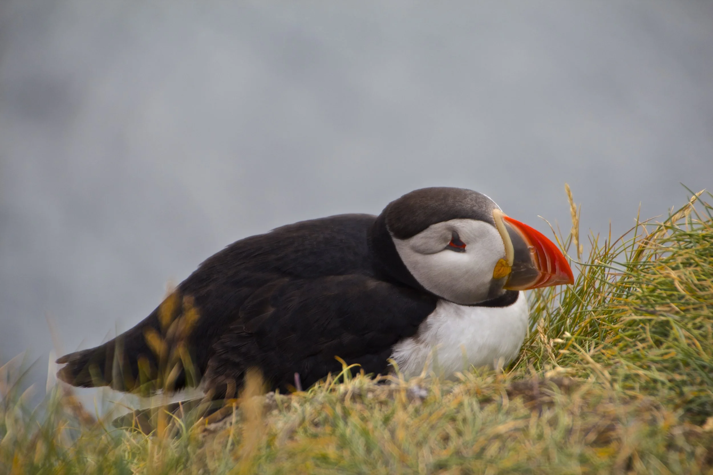 Peter & The Quest For The Arctic Puffin (Iceland) | Peter's Big Adventure