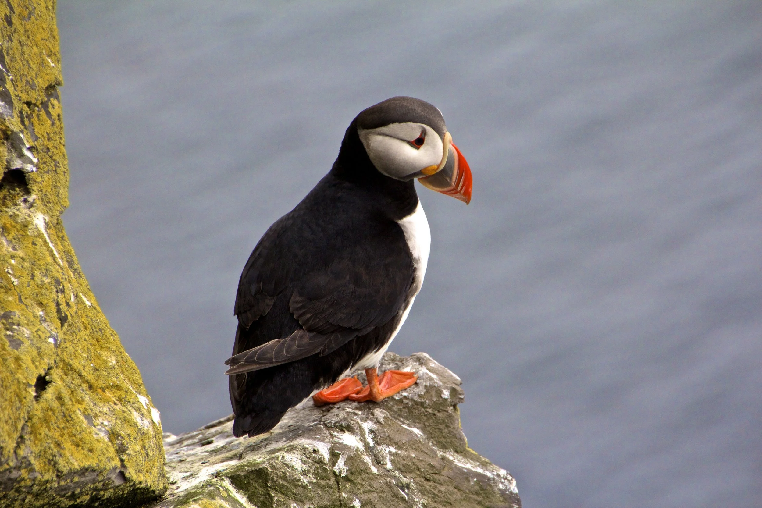 Peter & The Quest For The Arctic Puffin (Iceland) | Peter's Big Adventure