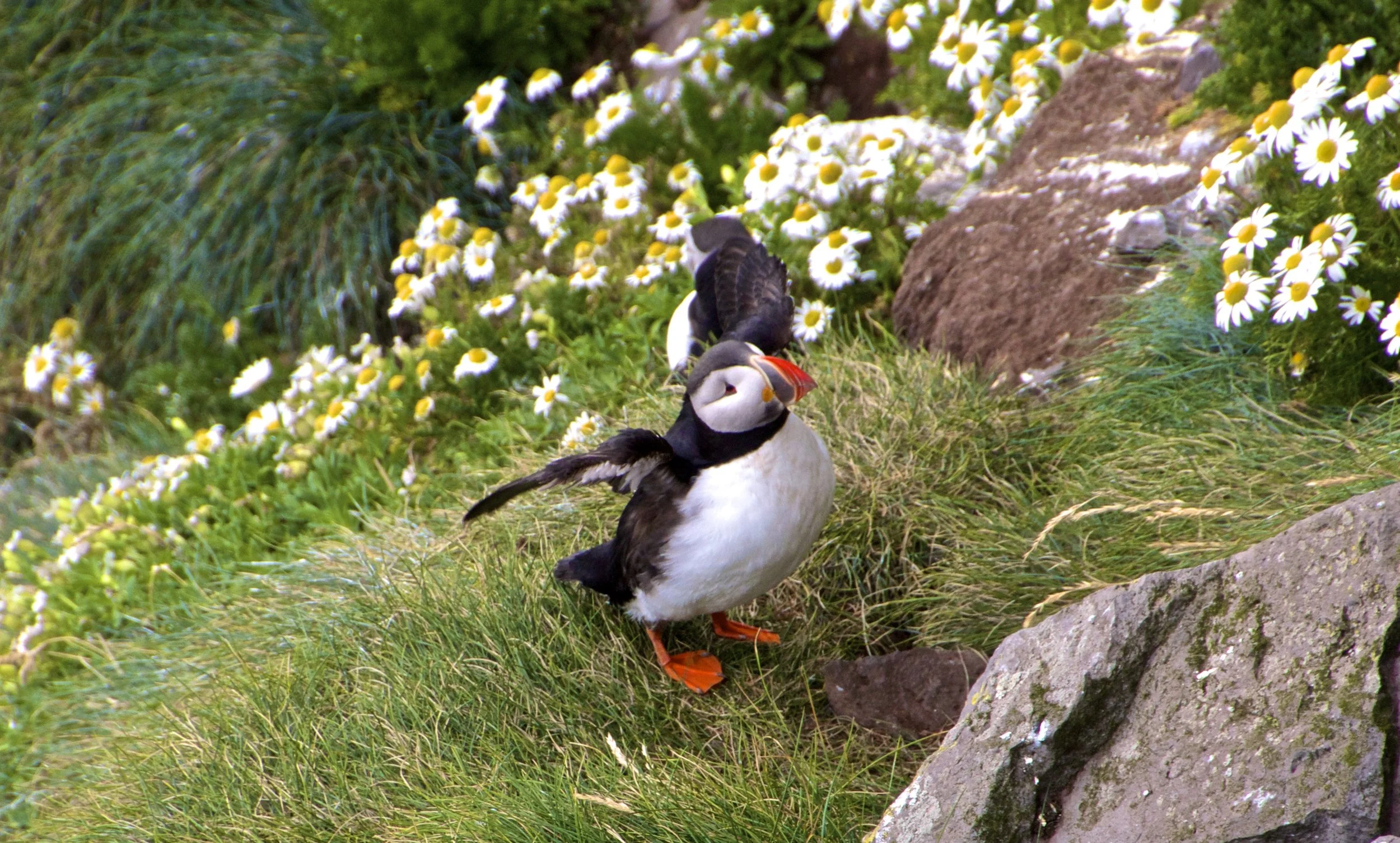 Peter & The Quest For The Arctic Puffin (Iceland) | Peter's Big Adventure