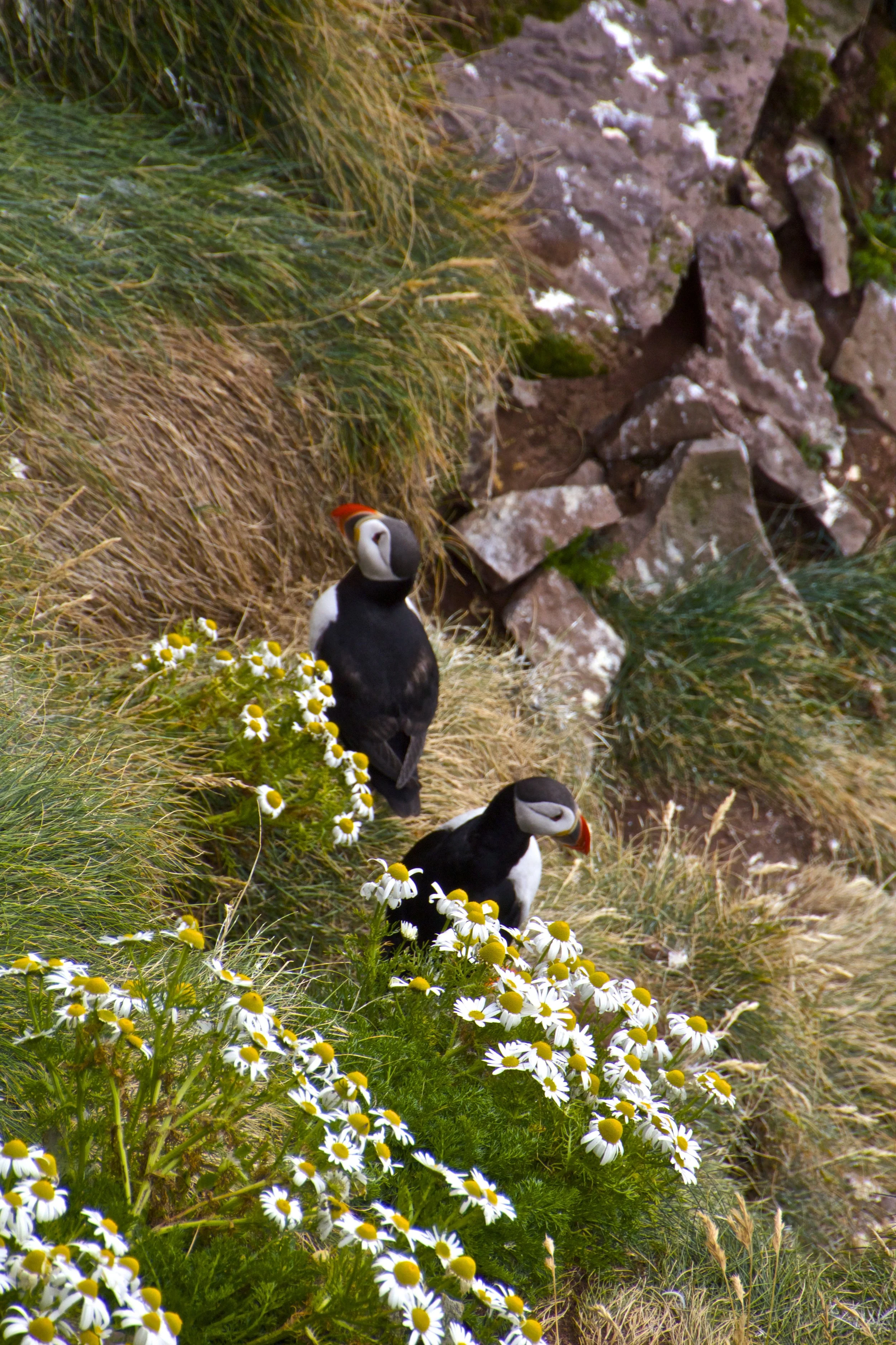 Peter & The Quest For The Arctic Puffin (Iceland) | Peter's Big Adventure
