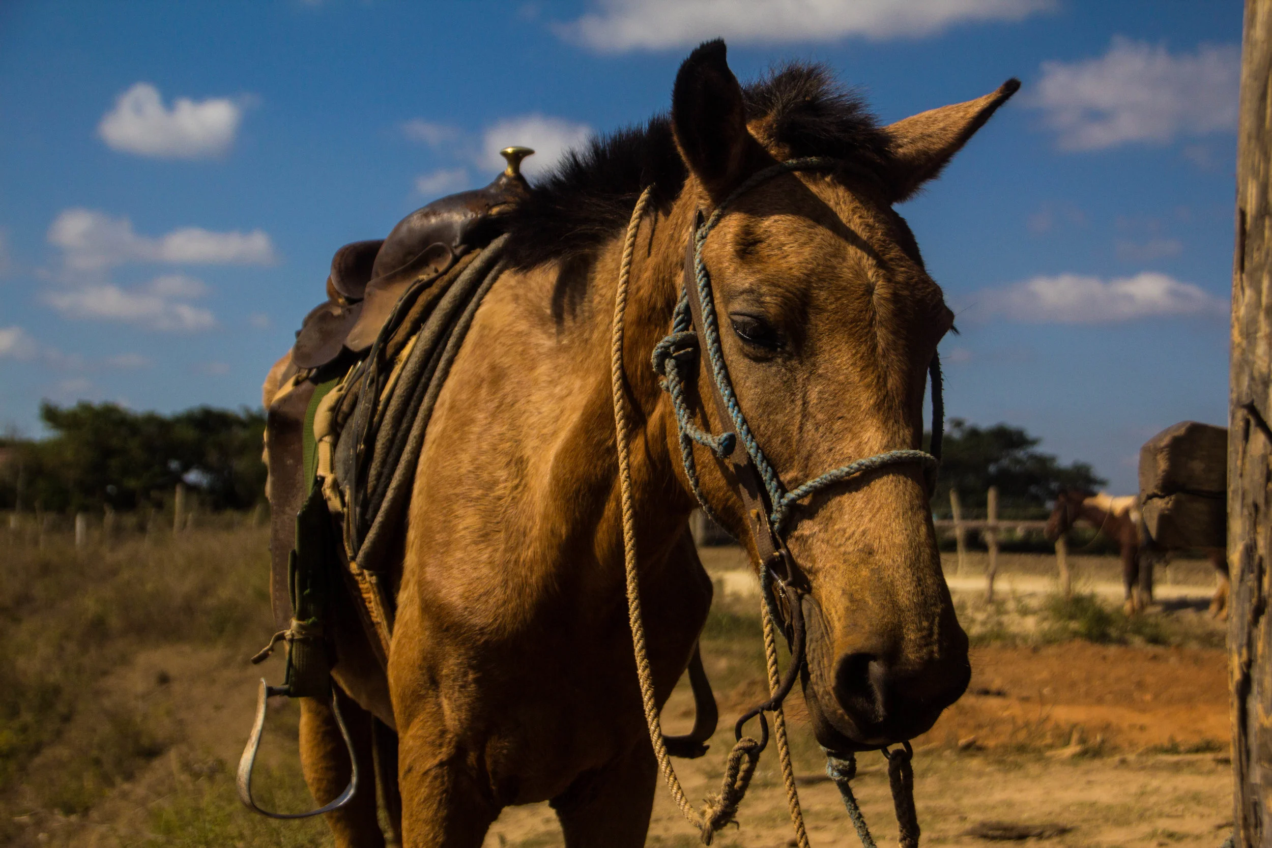 Peter In Viñales: Cuba's World-Famous Tobacco Country | Peter's Big ...