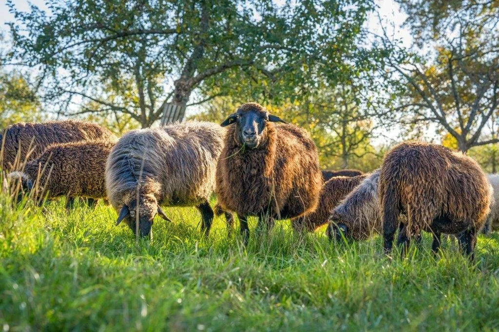 Wild Wild West — GUSTL MAGAZIN