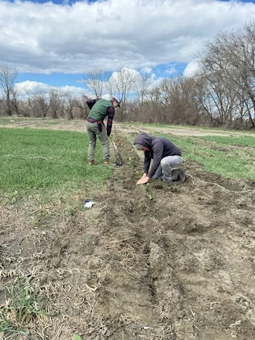 Intervale Center Agroforestry Riparian Buffer Project — Intervale Center