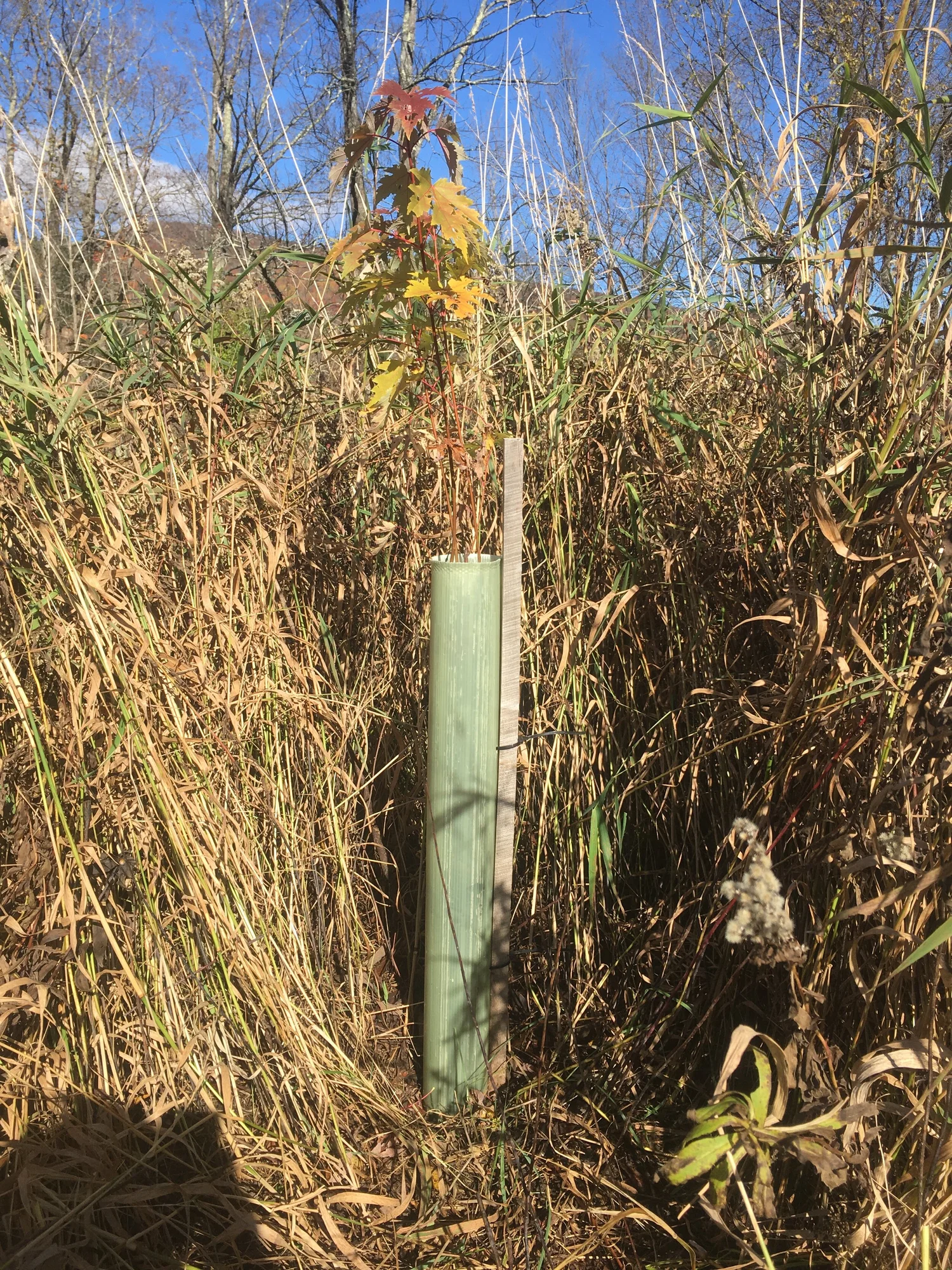 The Many Benefits of Vermont’s Native Trees and Shrubs — Intervale Center
