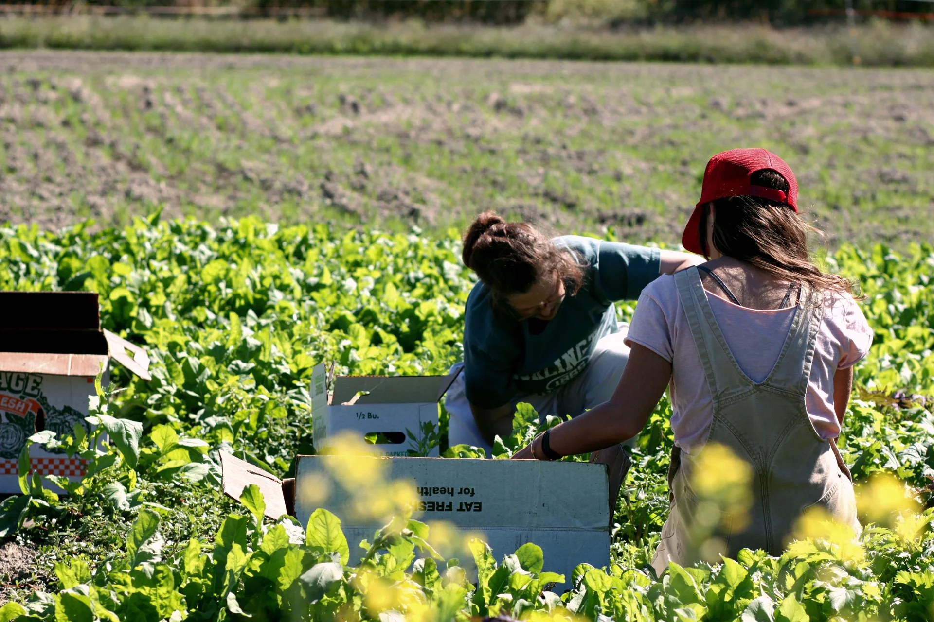 Gleaning & Food Access — Intervale Center