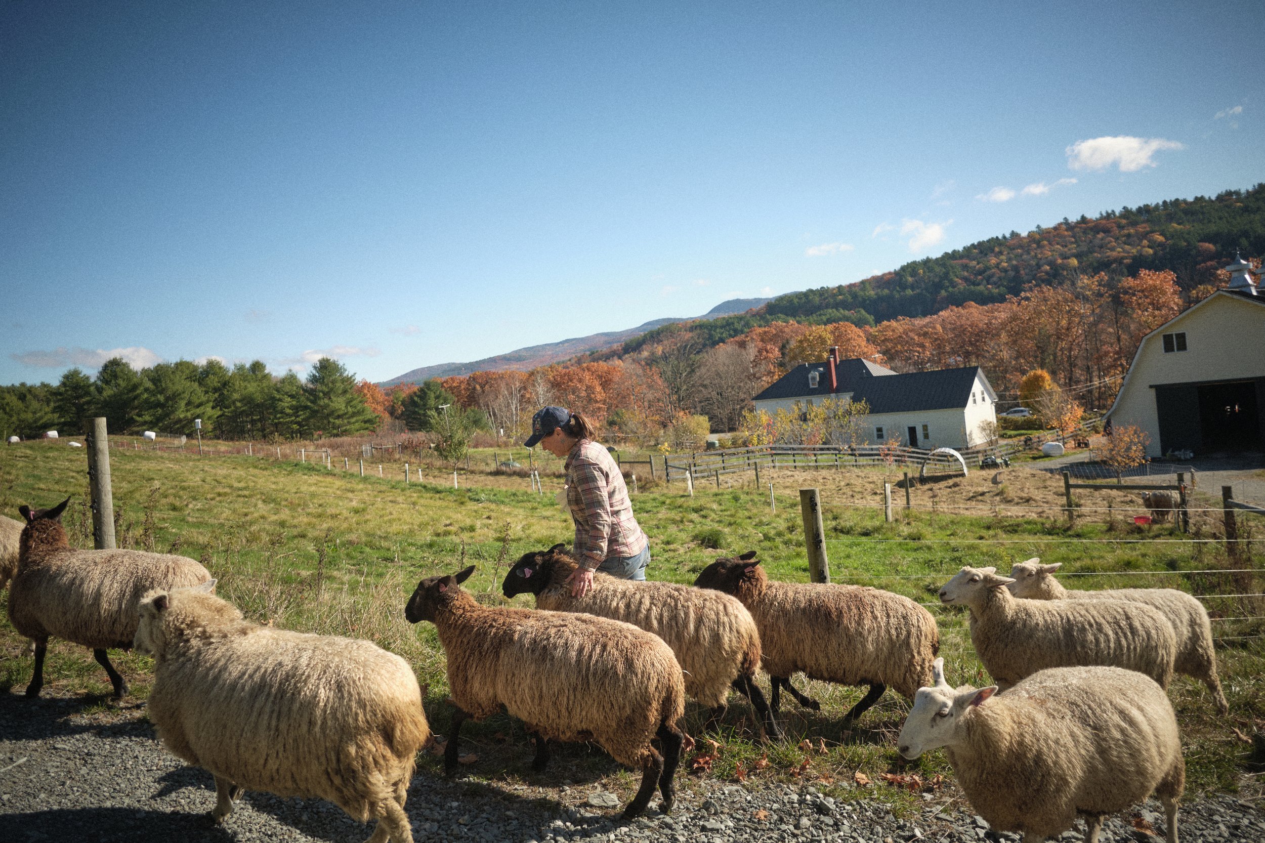 A Growing Opportunity: Grass-Based Livestock — Intervale Center
