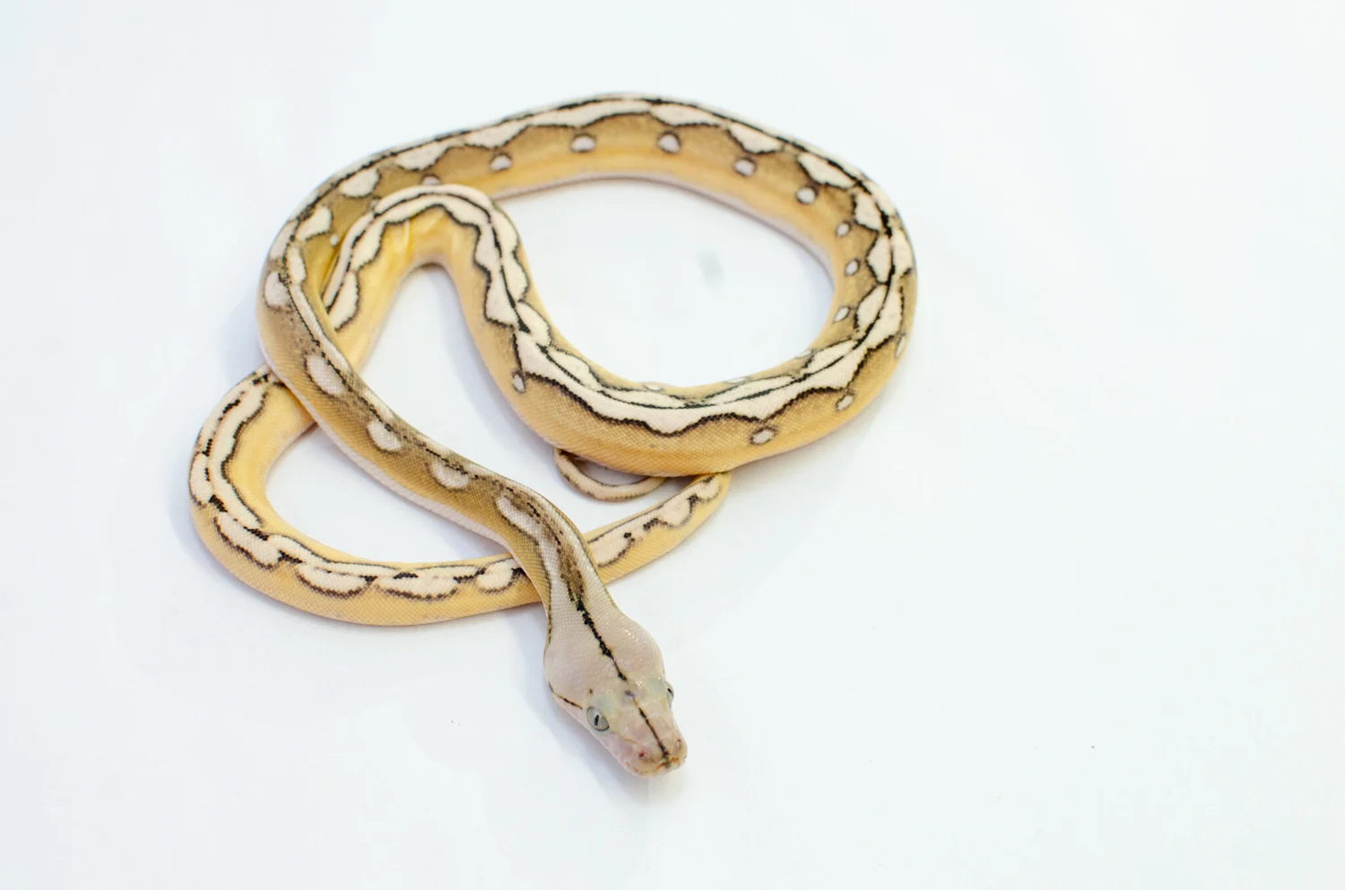 Albino Sunfire Reticulated Python