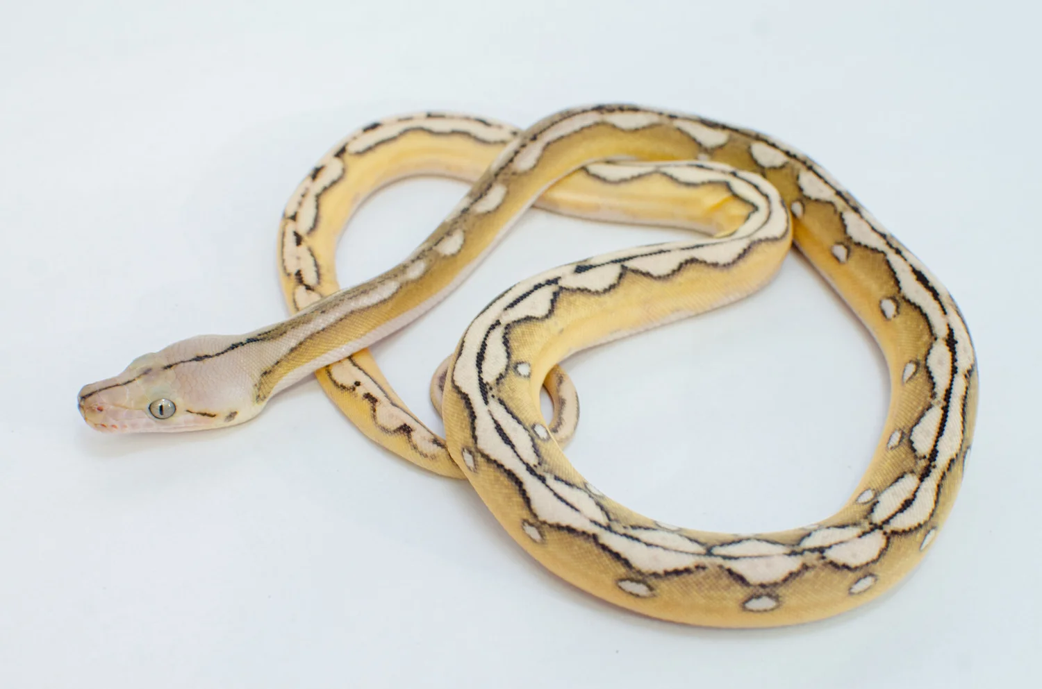 Albino Super Tiger Reticulated Python