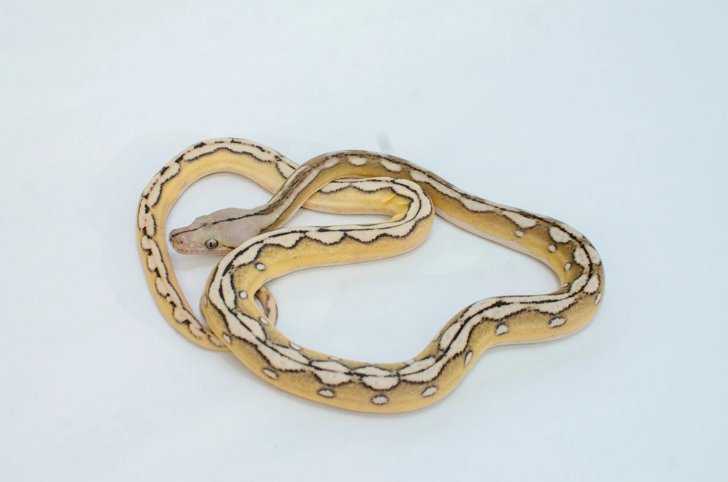Baby Tiger Reticulated Python