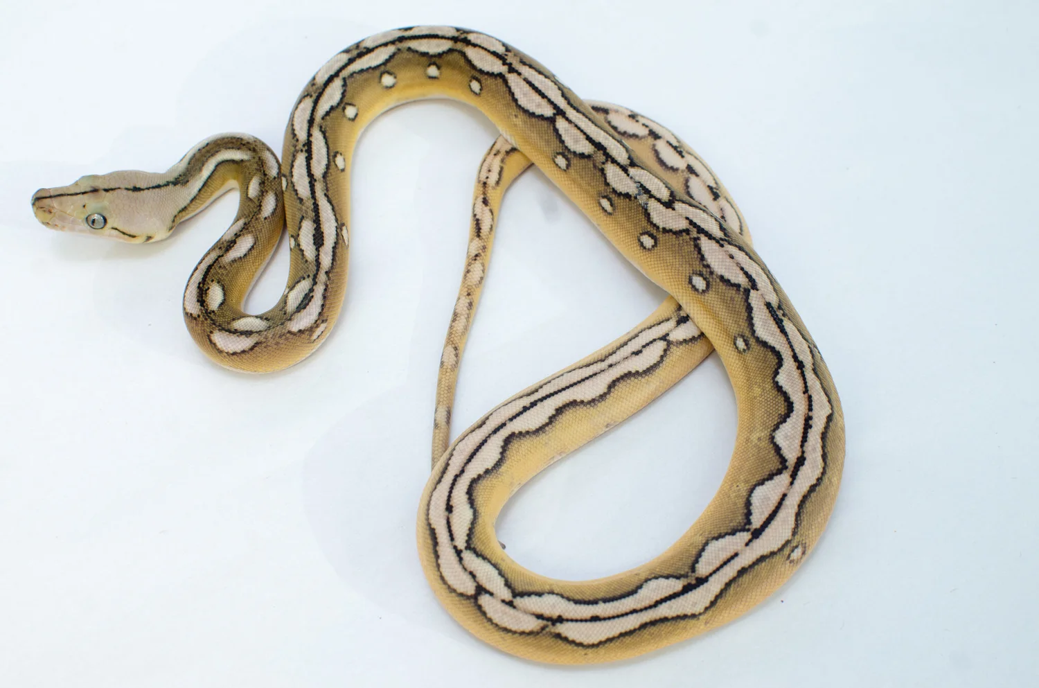 Albino Super Tiger Reticulated Python