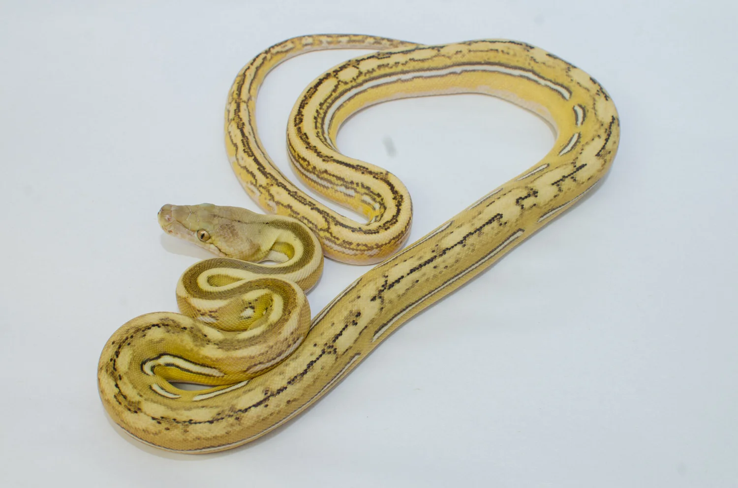 Albino Super Tiger Reticulated Python