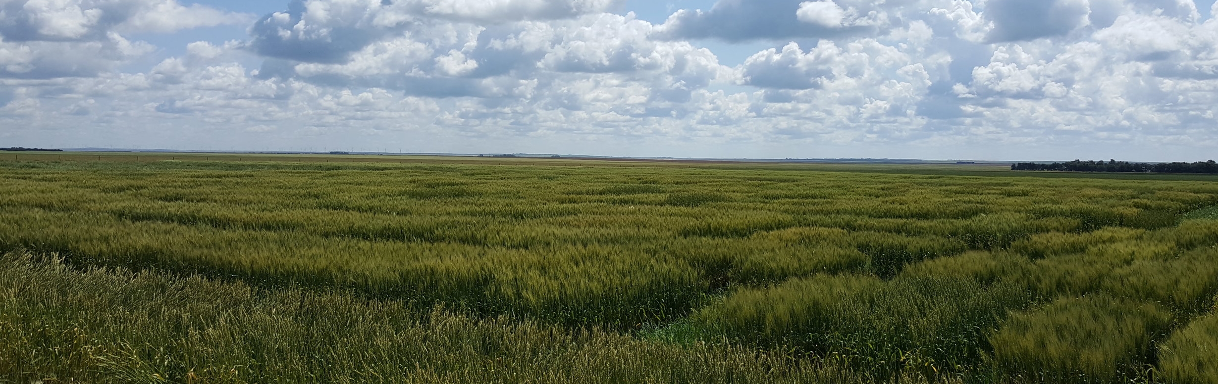About Us — Limagrain Cereals Research Canada