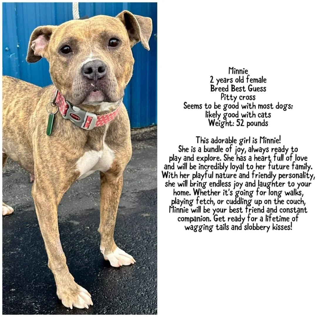 Adoptable Dogs — Saving Grace Animal Society