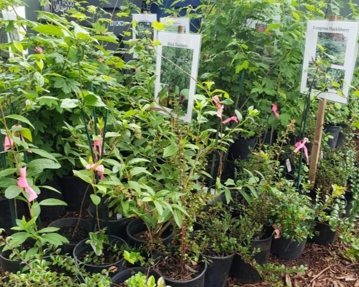 2024 Grant Recipients — West Seattle Garden Tour