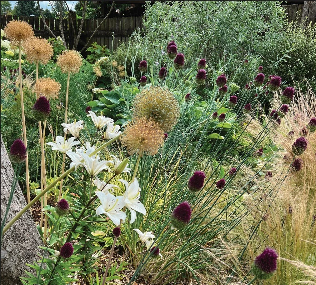 Sunny Meadow — West Seattle Garden Tour