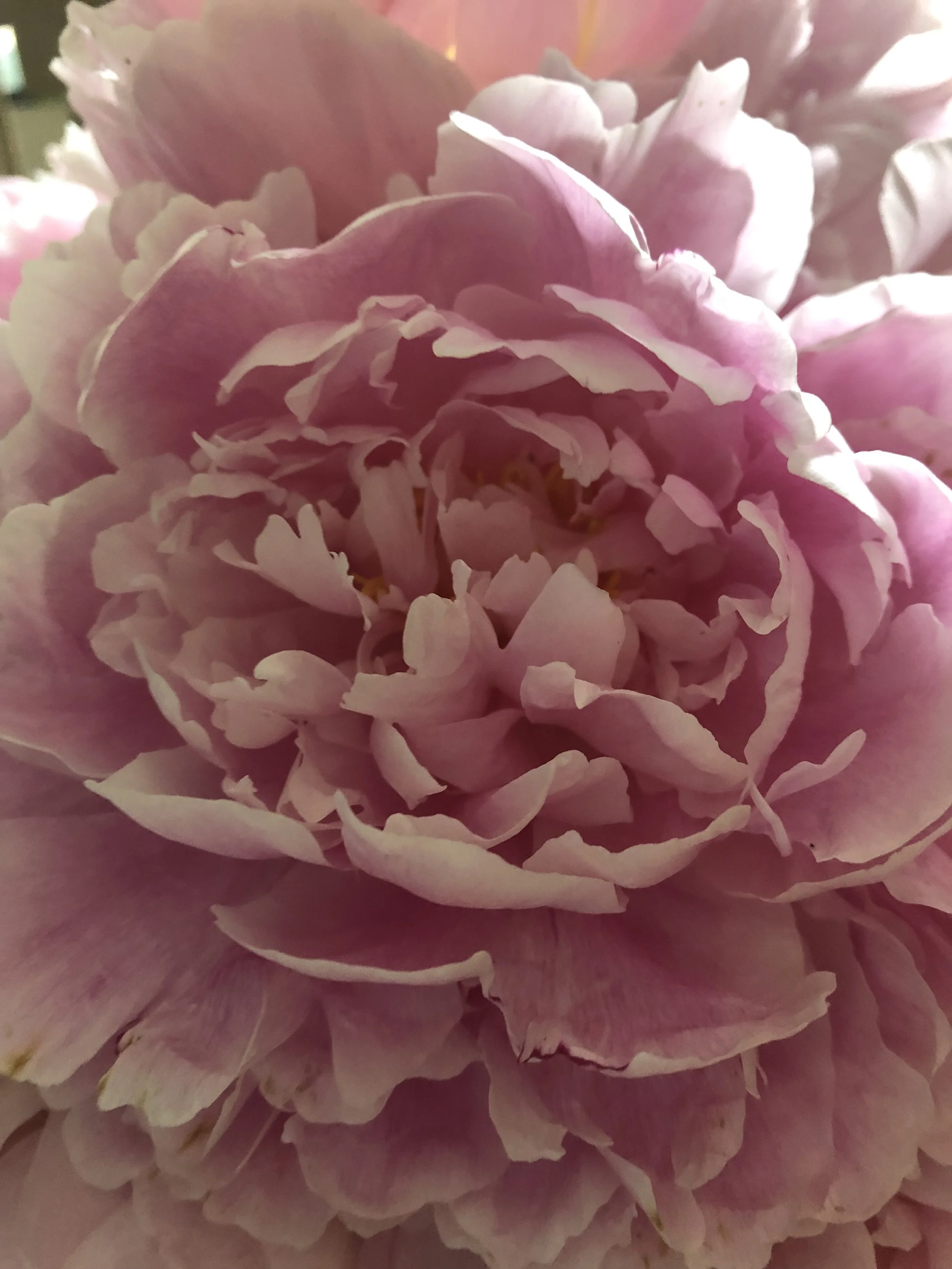 Grant Recipients — West Seattle Garden Tour