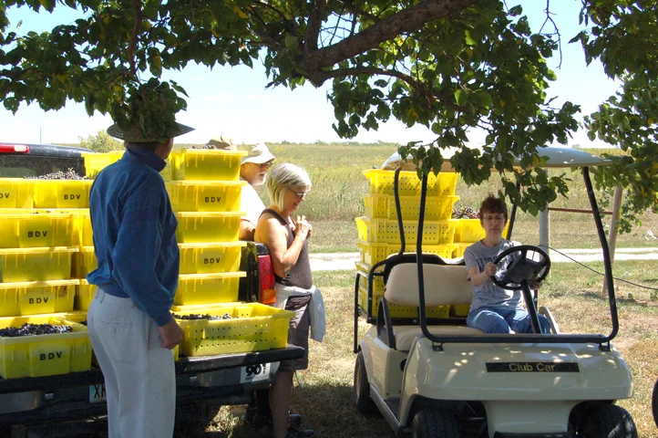 Gallery — NightHawk Vineyard & Winery