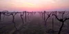 Gallery — NightHawk Vineyard & Winery