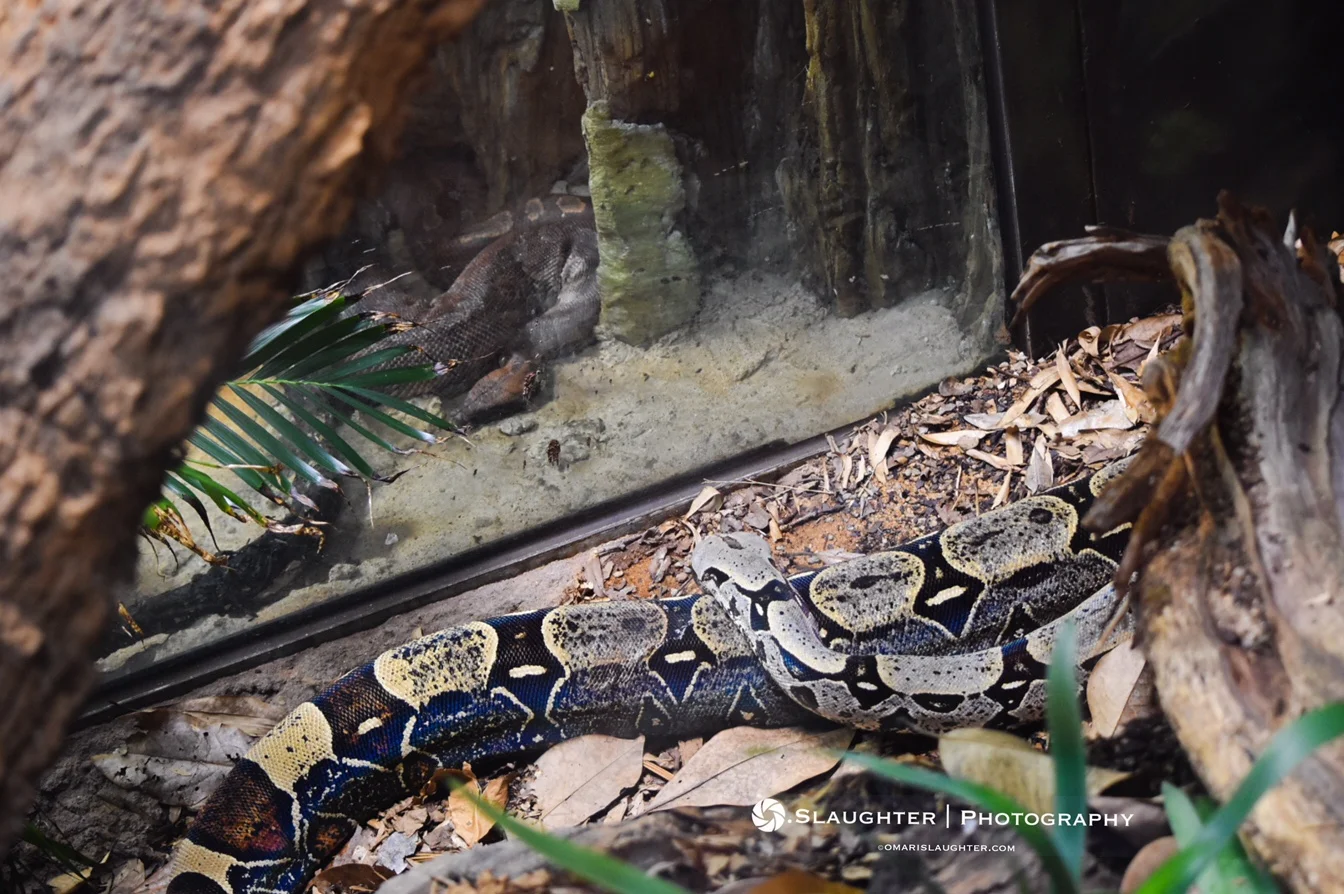 Wildlife — Omari Slaughter