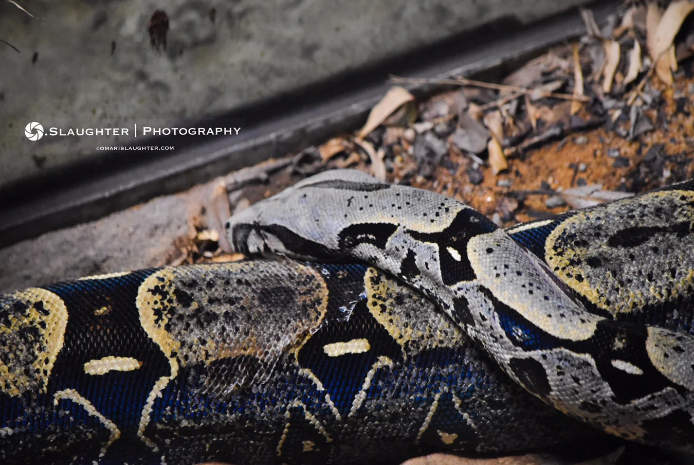 Wildlife — Omari Slaughter