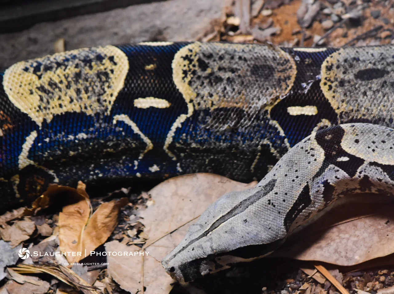 Wildlife — Omari Slaughter