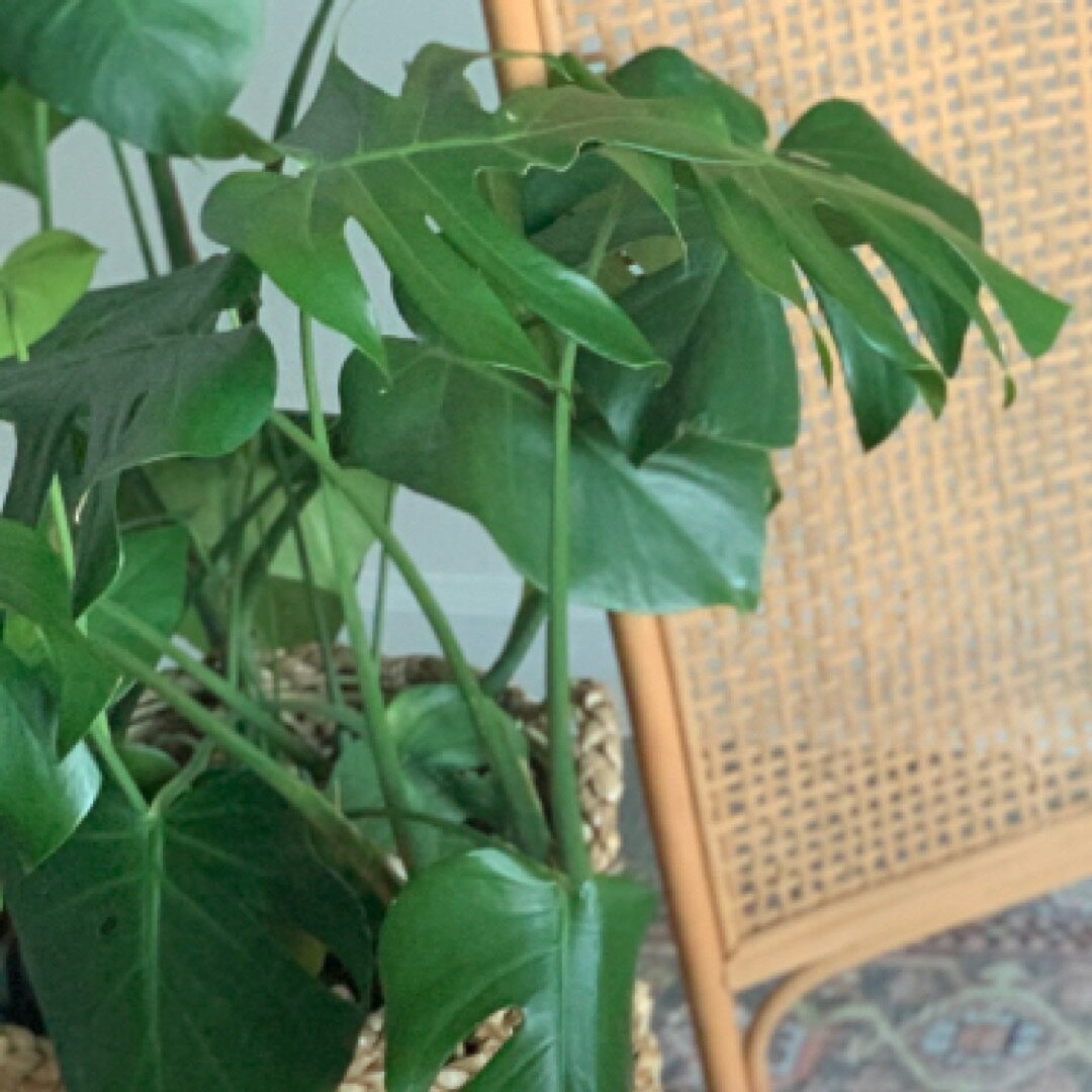 Amber — Revolution Yoga & Cycle