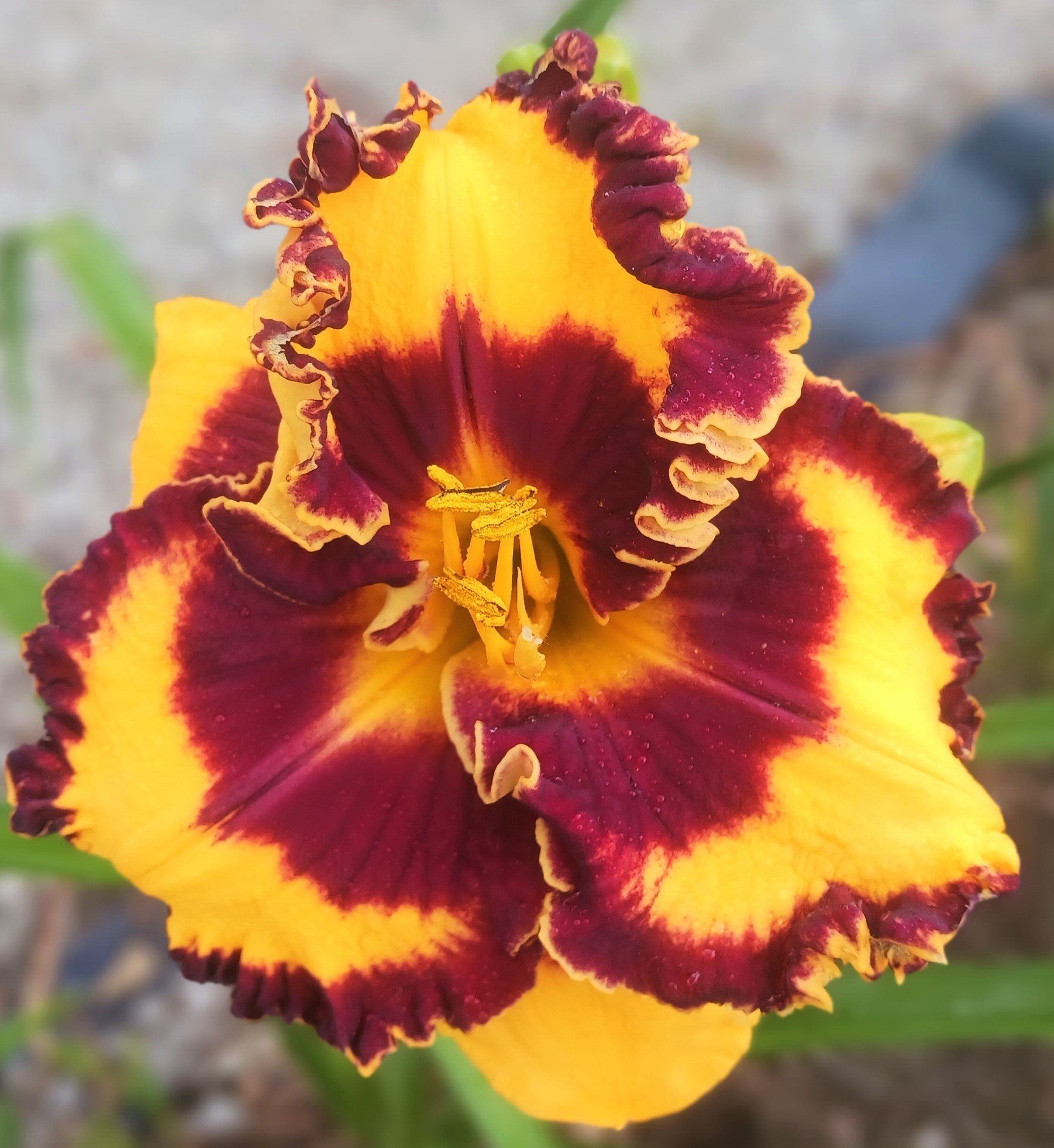 Pulsator — Hillsdale Lily Garden