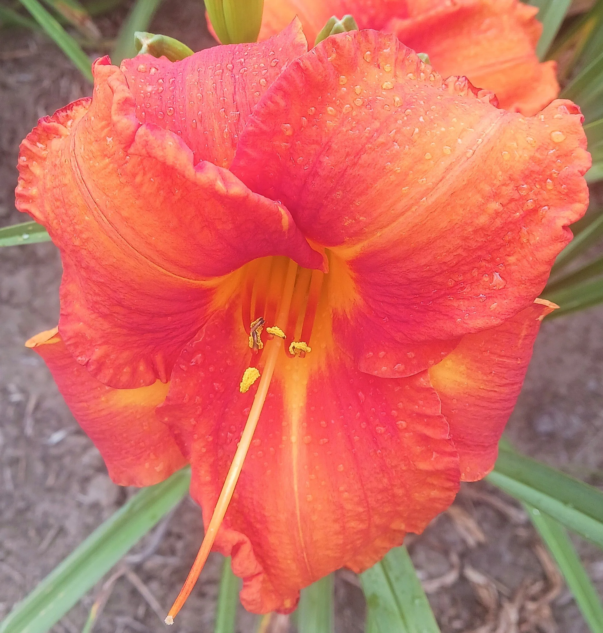 Fire King — Hillsdale Lily Garden