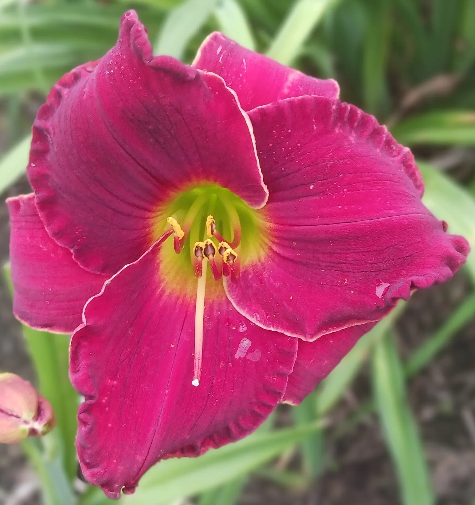 Gemstone Warrior — Hillsdale Lily Garden