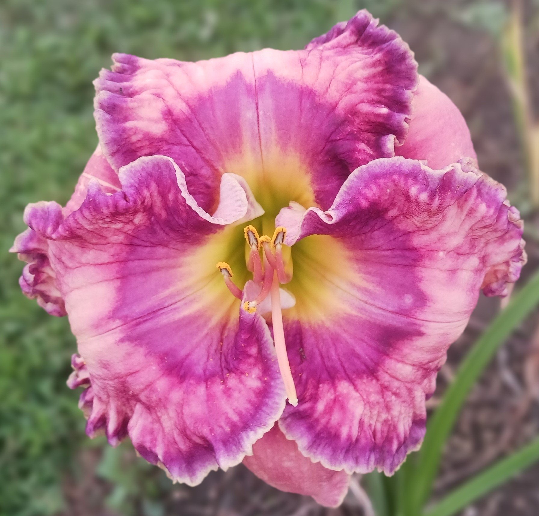 Blue Eclipse — Hillsdale Lily Garden