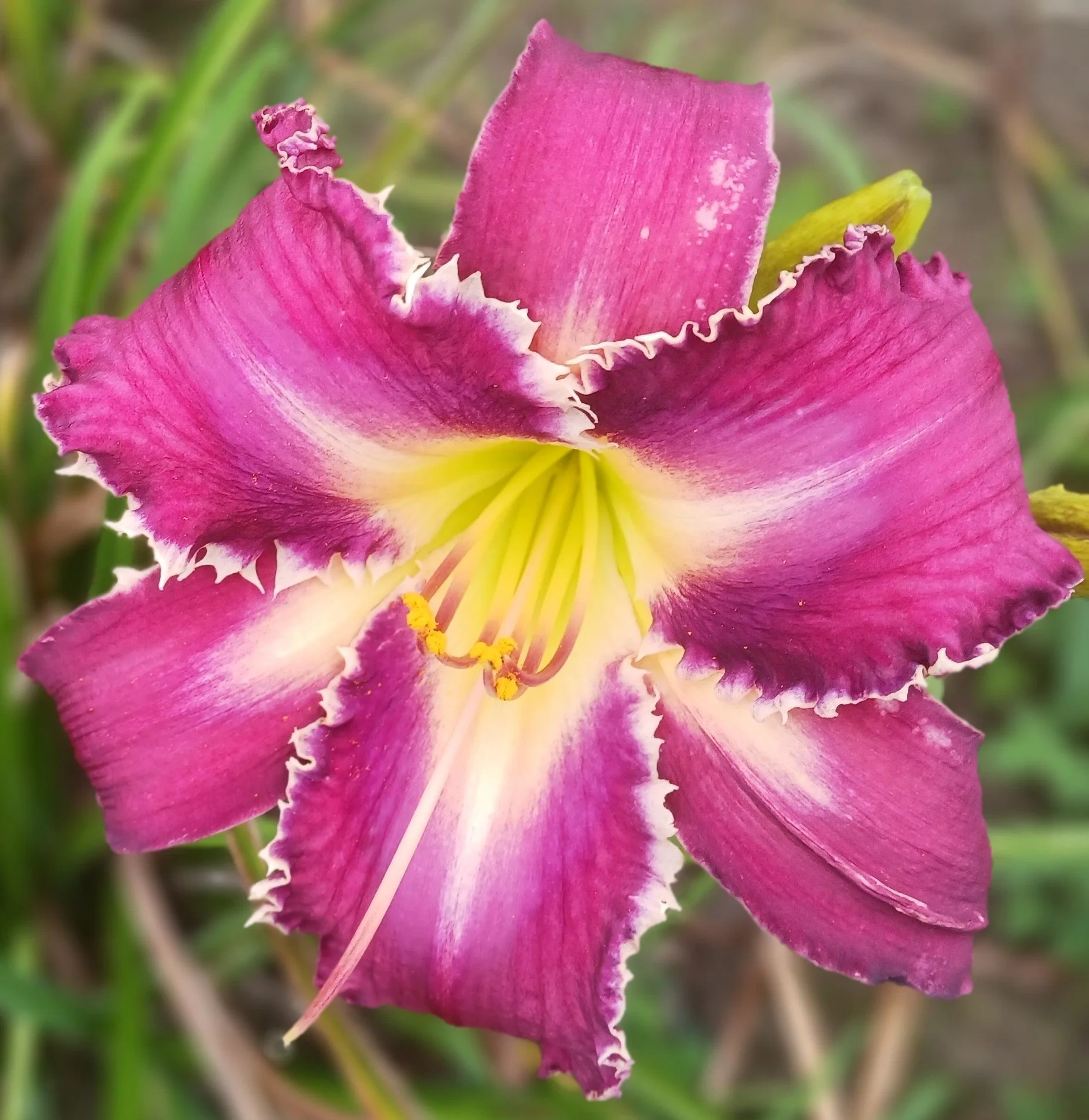 Snaggle Tooth — Hillsdale Lily Garden