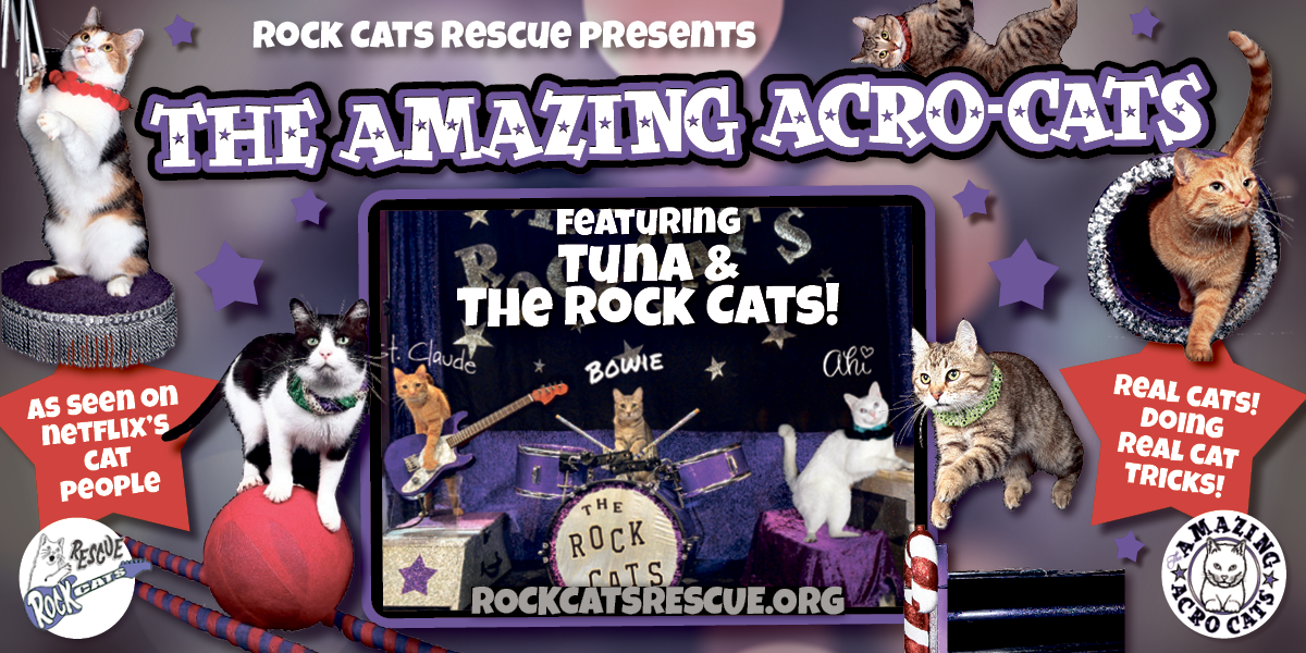 Rock On Cat