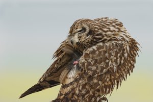 Secrets of a Short-eared owl — Jacques van Wijlick