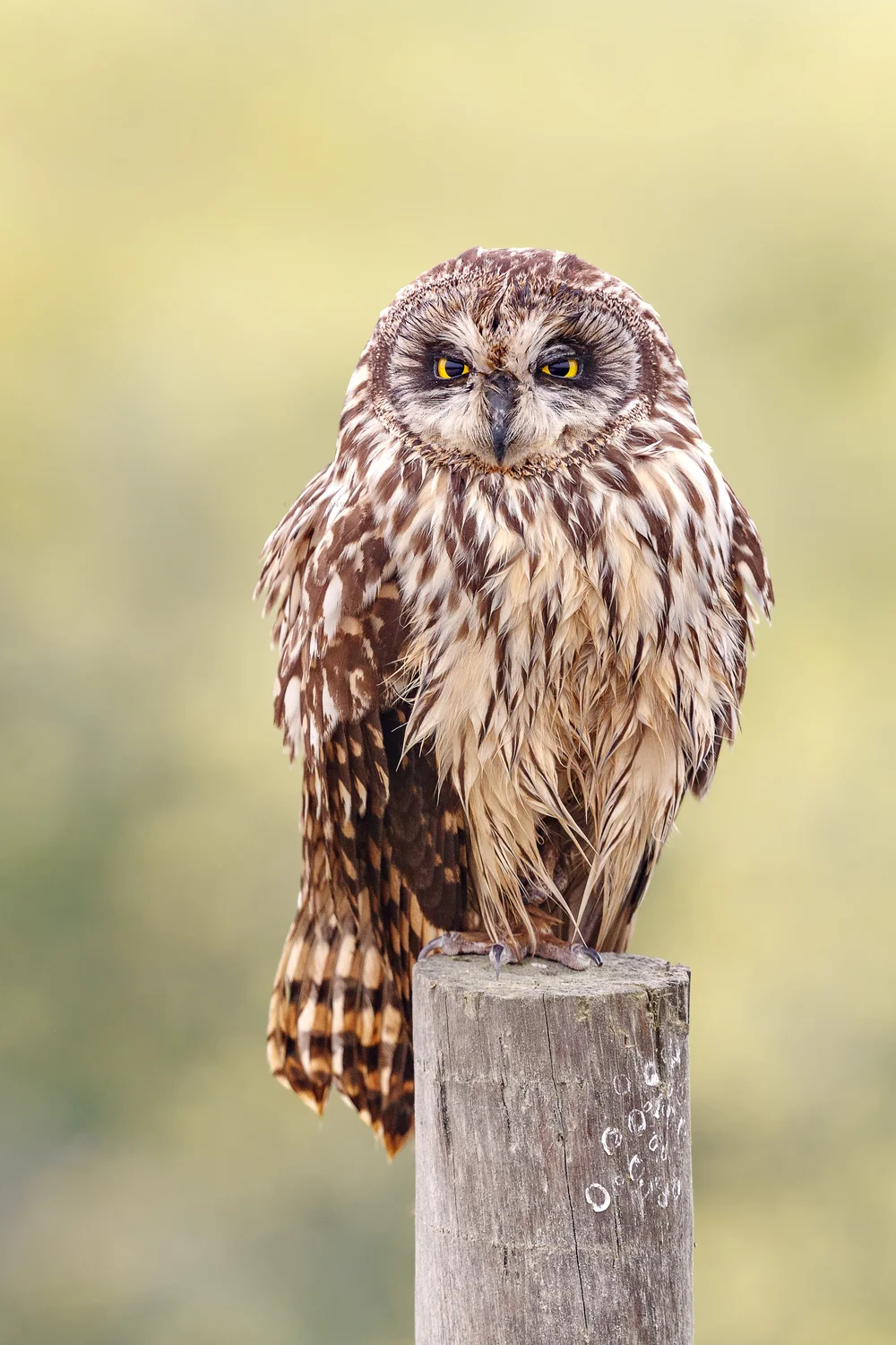 Secrets of a Short-eared owl — Jacques van Wijlick
